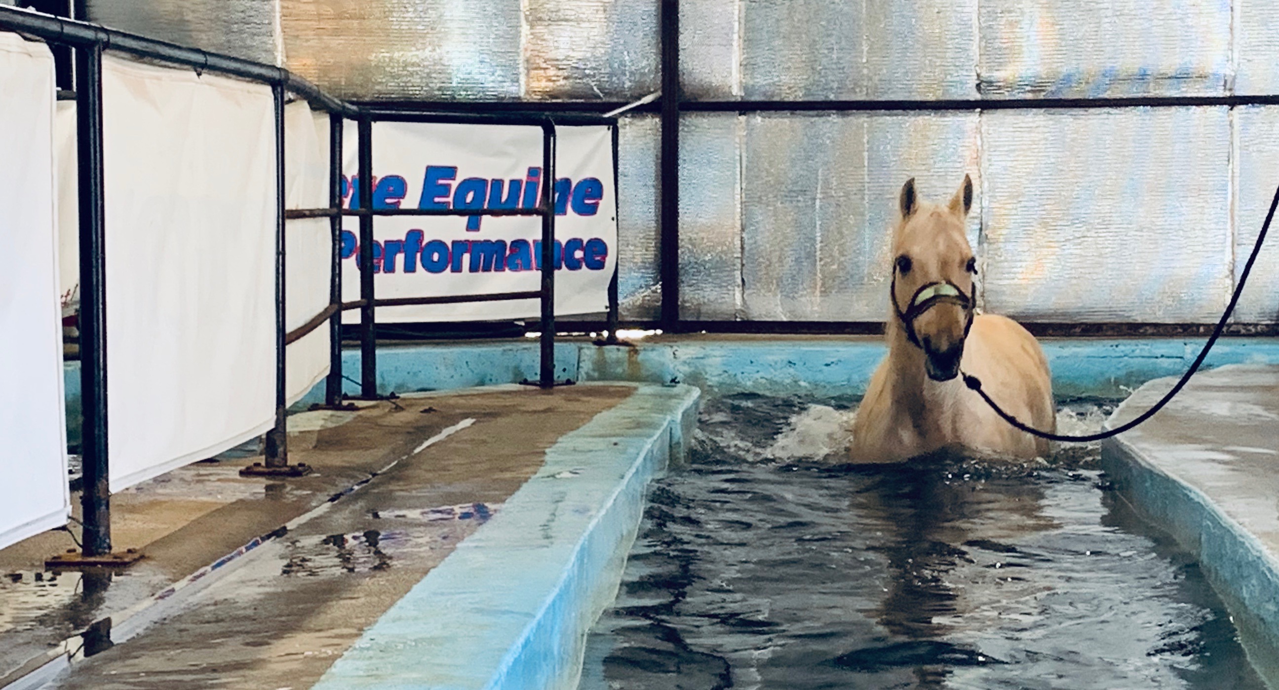 Complete Equine Performance | Complete Equine Performance