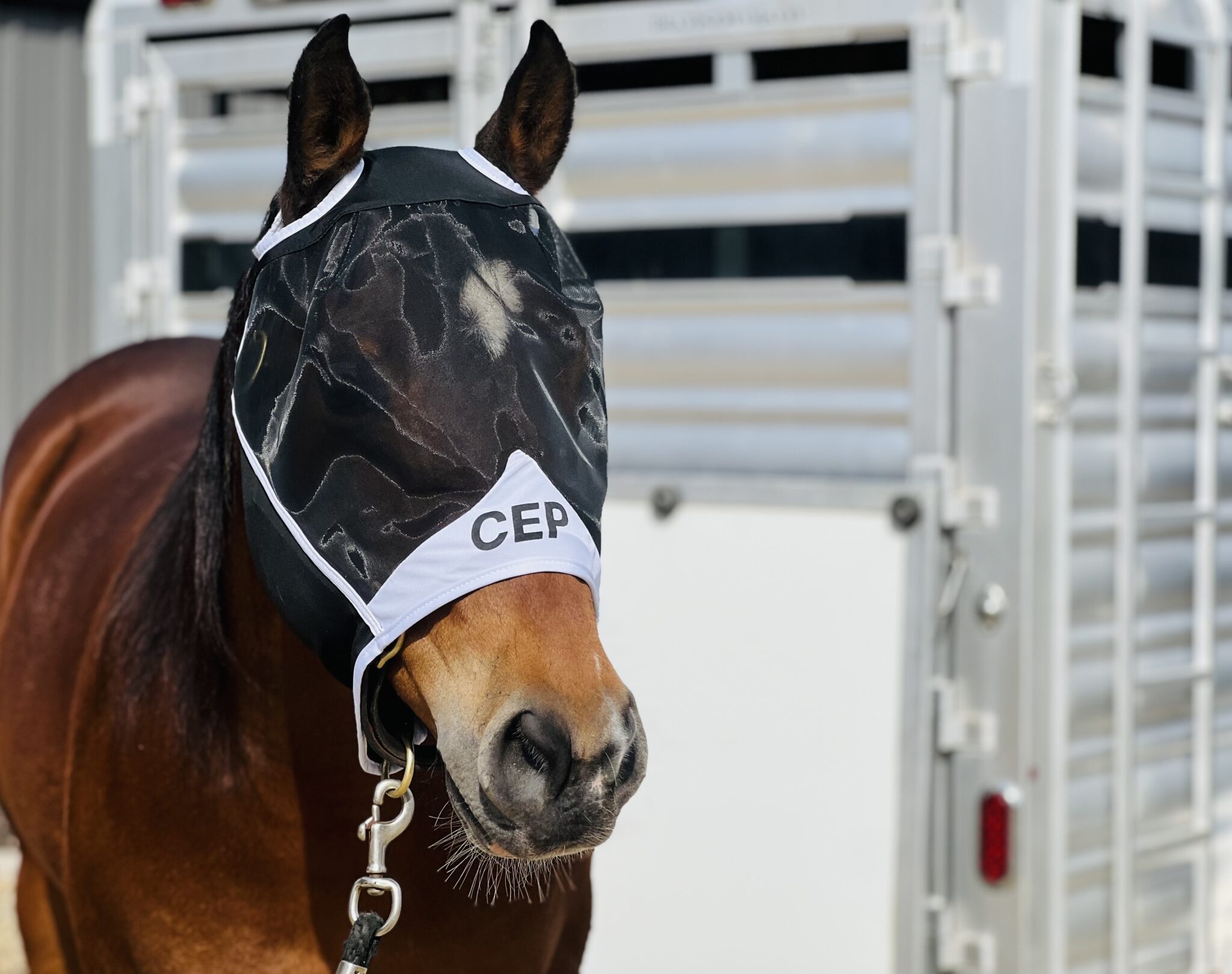 Complete Equine Performance | Complete Equine Performance