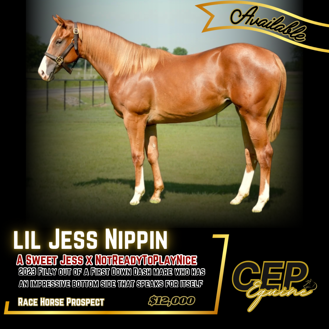 Horses for Sale | Complete Equine Performance