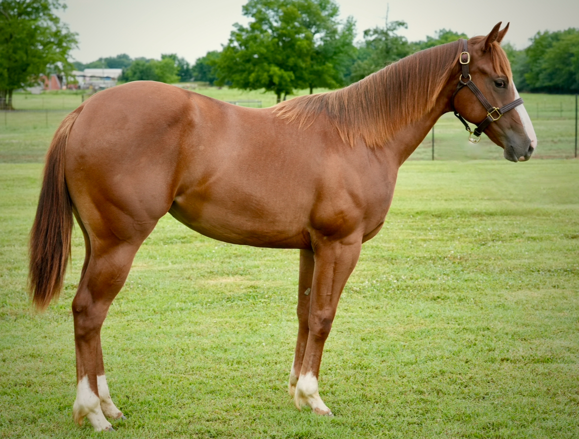 Horses for Sale | Complete Equine Performance